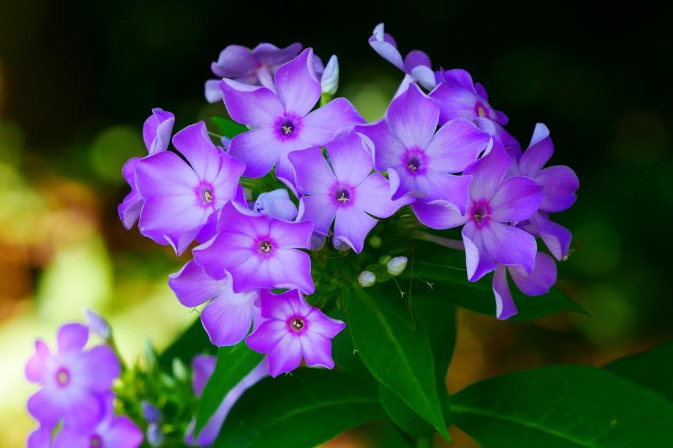 Free Stock Photo of Garden Phlox Blooms | Download Free Images and Free ...