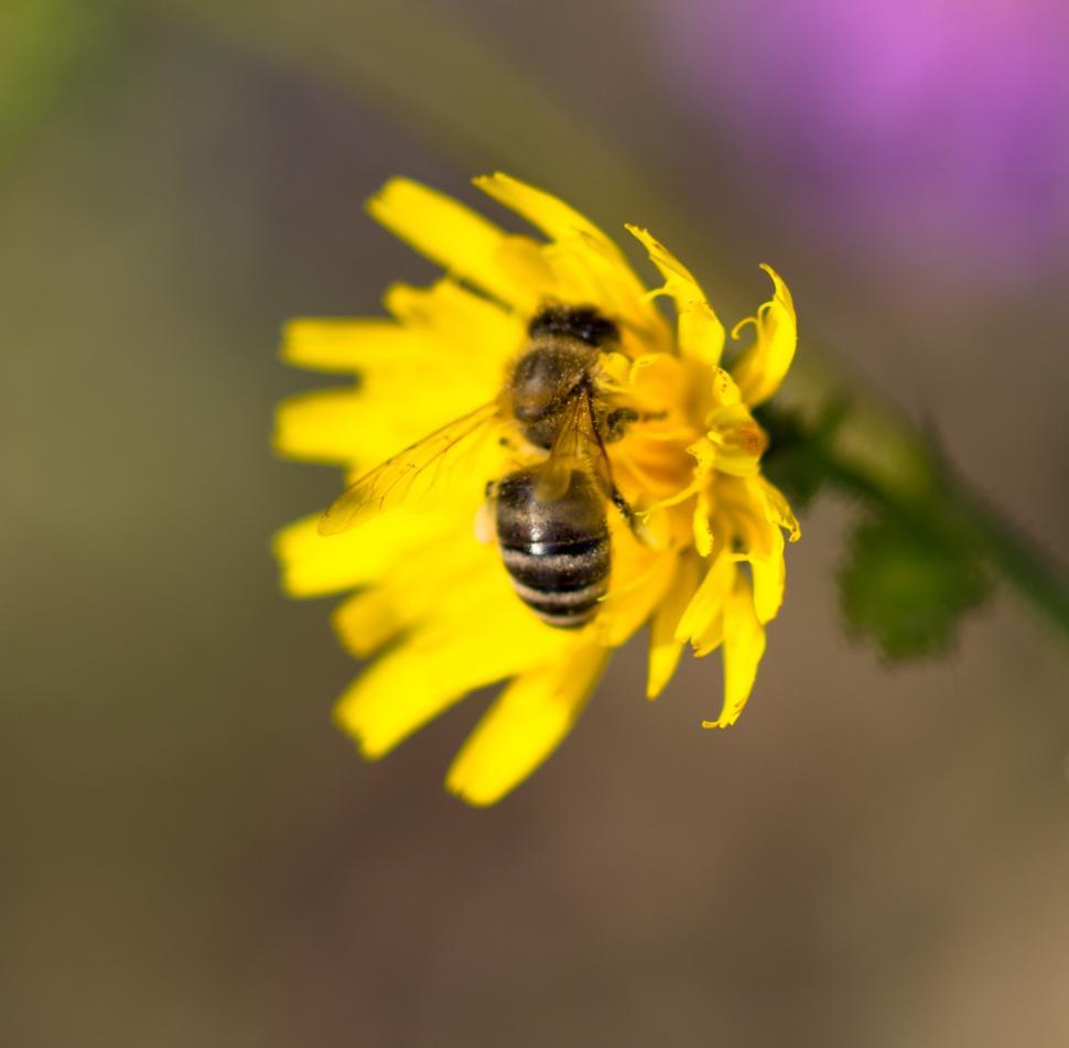 Free Stock Photo of Flower with bee | Download Free Images and Free ...