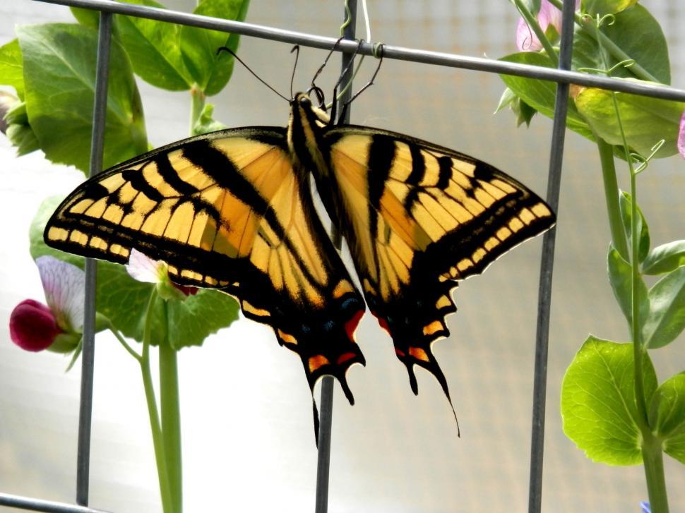 Free Stock Photo of Two-tailed Swallowtail Butterfly | Download Free ...
