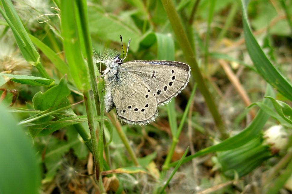 Free Stock Photo of Silvery Blue Butterfly | Download Free Images and ...