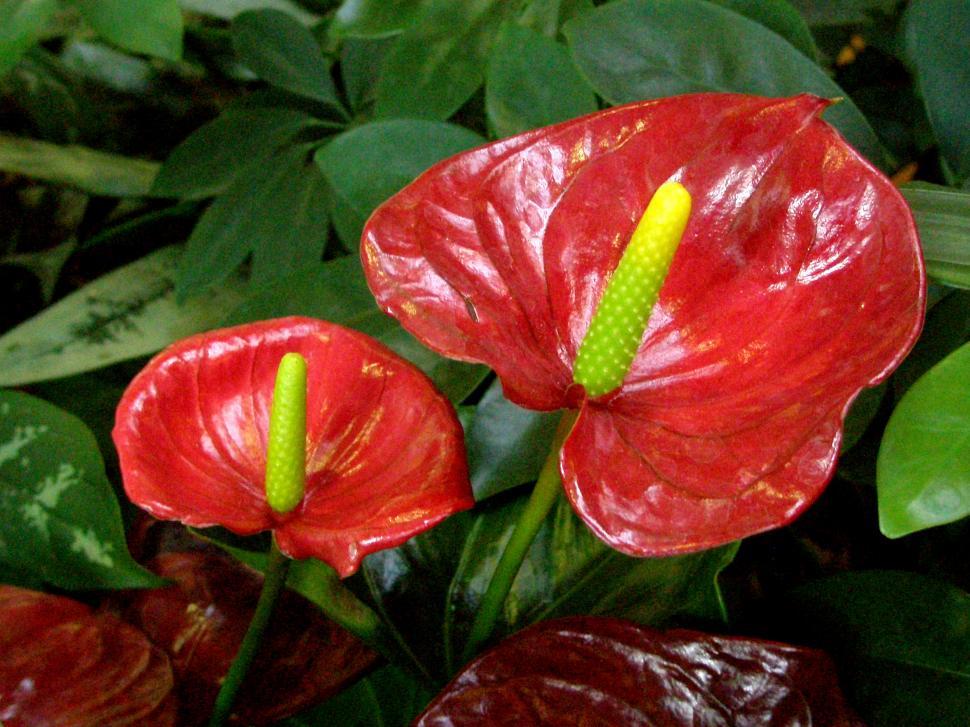 Free Stock Photo of Anthurium - Red blooms | Download Free Images and ...