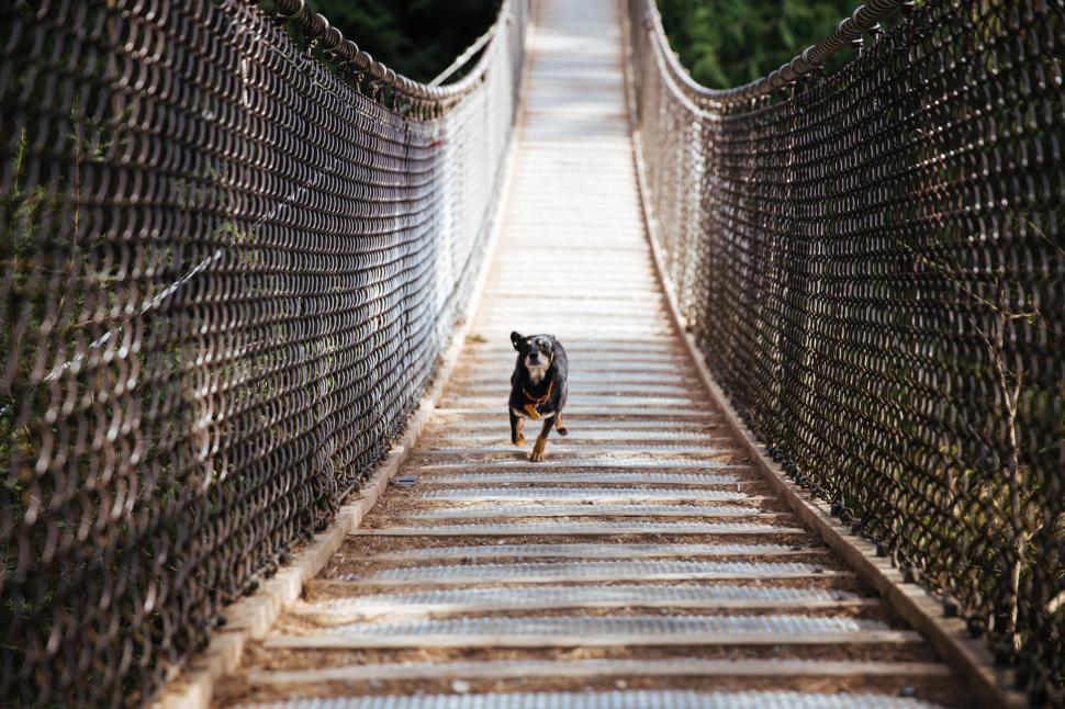 Free Stock Photo of Happy dog running across the hanging bridge ...