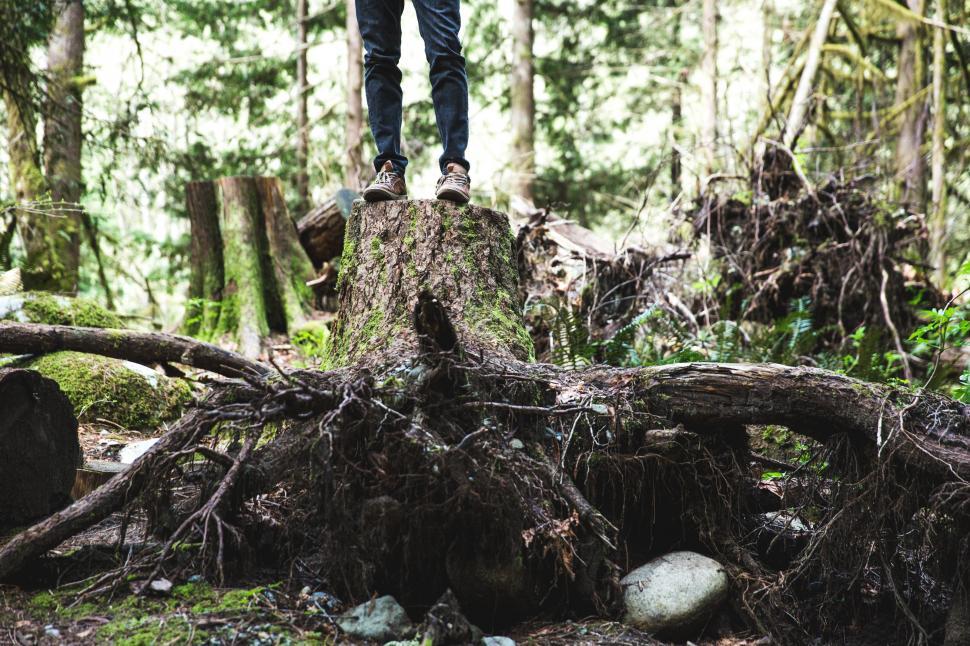 Free Stock Photo of A hiker standing on a large tree stump in the ...