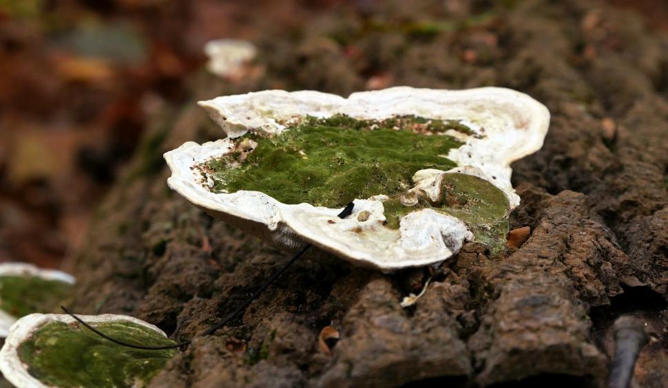 Free Stock Photo of Green Fungi | Download Free Images and Free ...