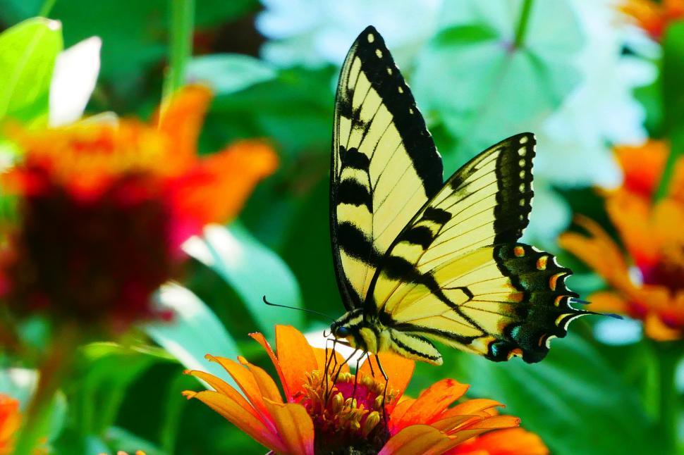 Free Stock Photo of Swallowtail Butterfly on Orange Zinnia | Download ...