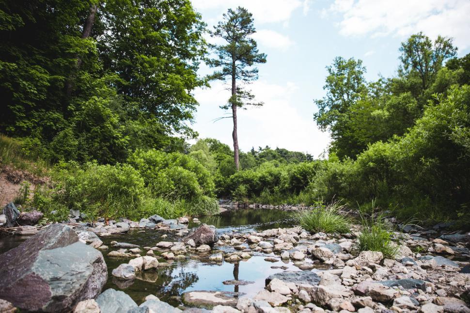 Free Stock Photo of Tree reflected in stream in the forest | Download ...