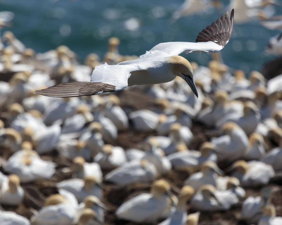 Free Stock Photo of Northern Gannets in flight | Download Free Images ...