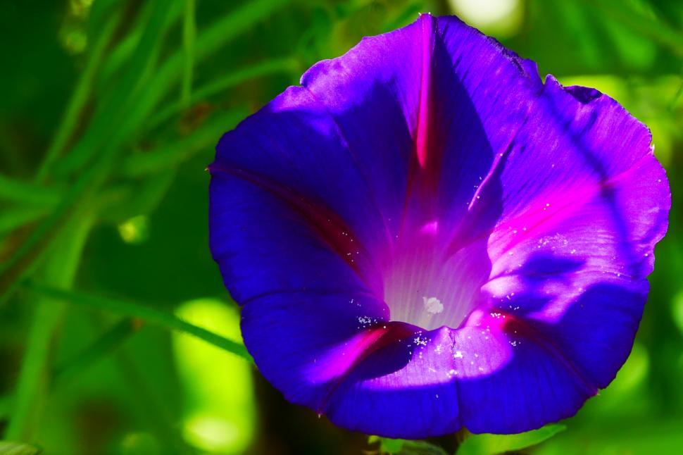 Free Stock Photo of Single Morning Glory Bloom | Download Free Images ...