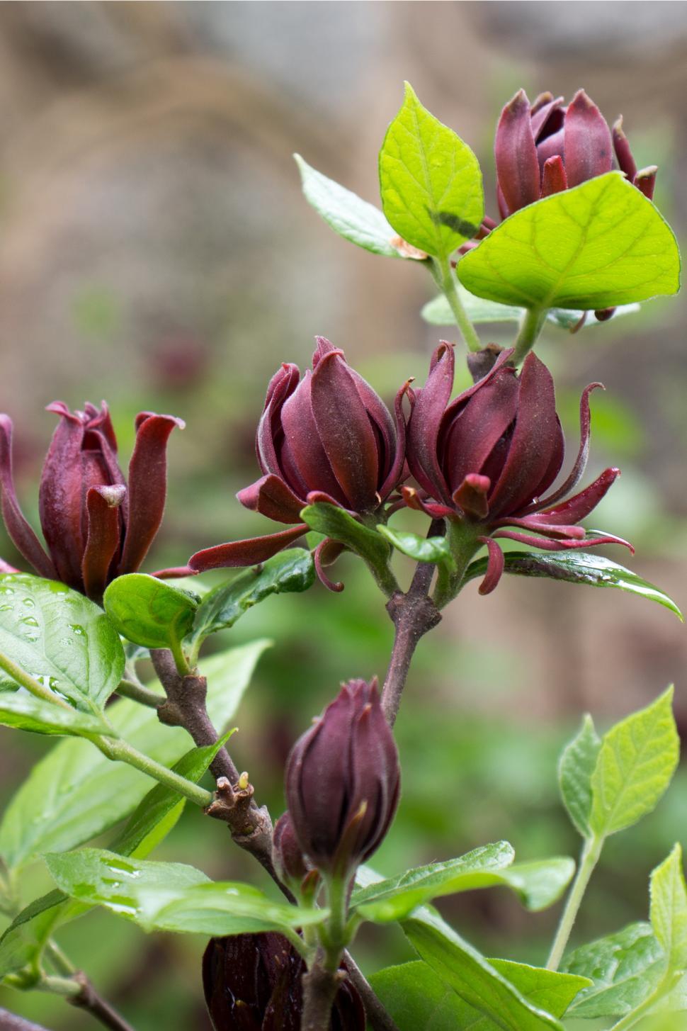 Free Stock Photo of Carolina Allspice Blooms | Download Free Images and ...
