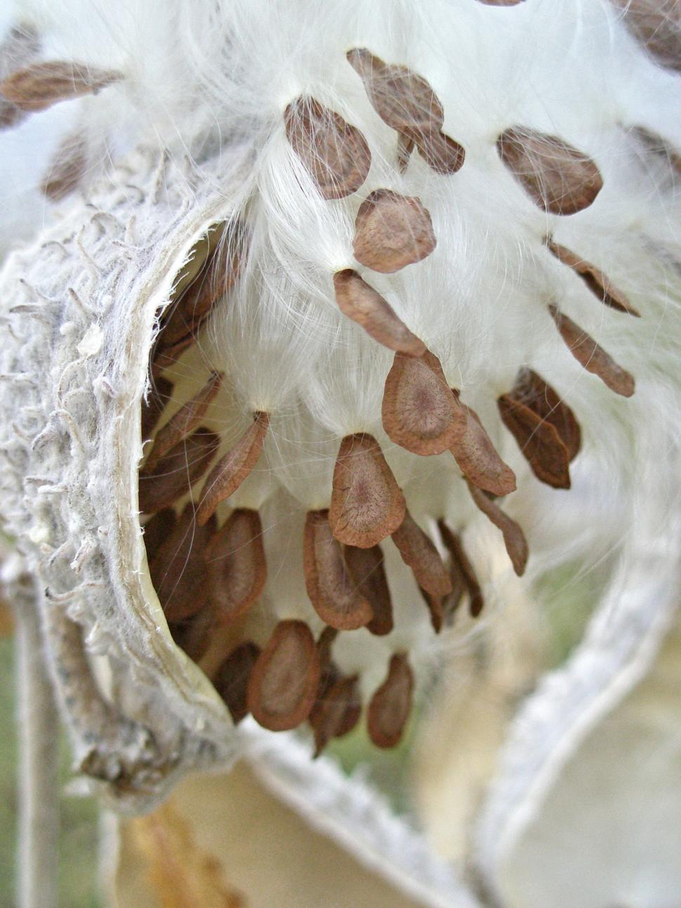 Free Stock Photo of Milkweed Seeds | Download Free Images and Free ...