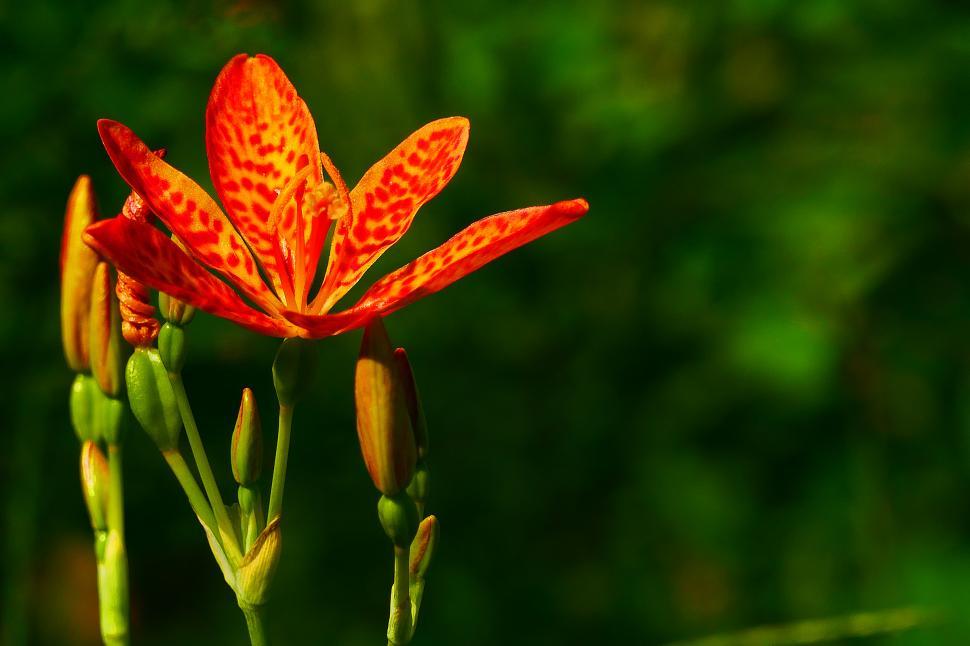 Free Stock Photo of Leopard Flower, Bud, Pods | Download Free Images ...