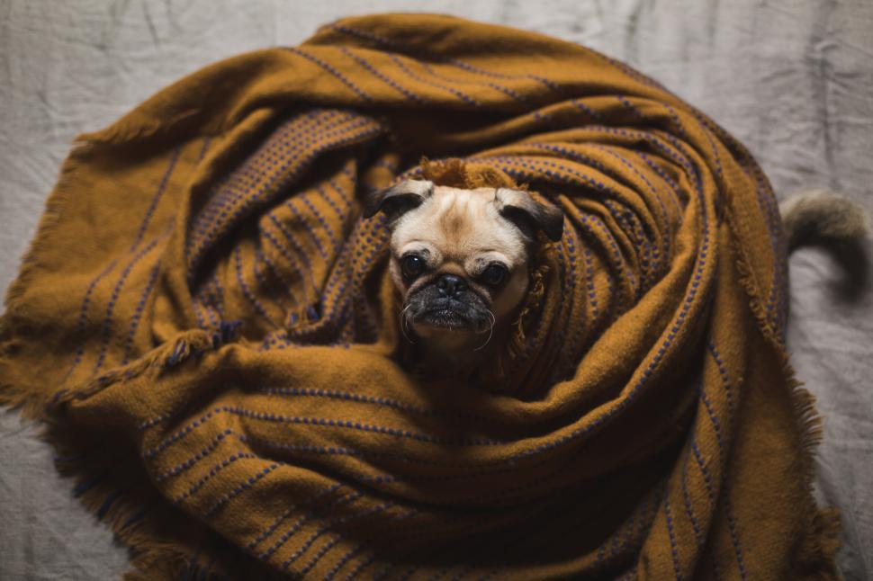 Pug Wrapped In Blanket