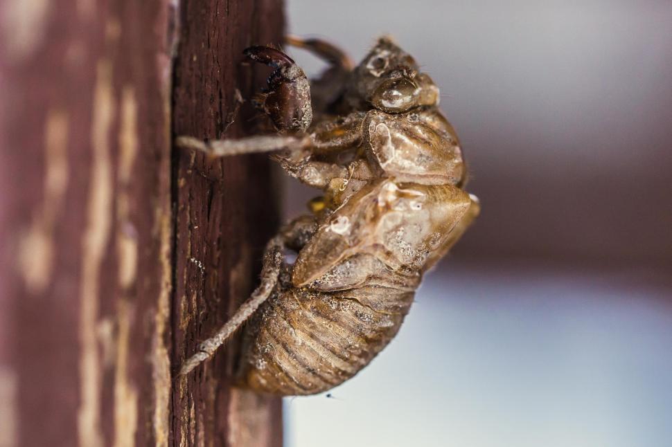 Free Stock Photo of Close up of a dusty insect larvae | Download Free ...