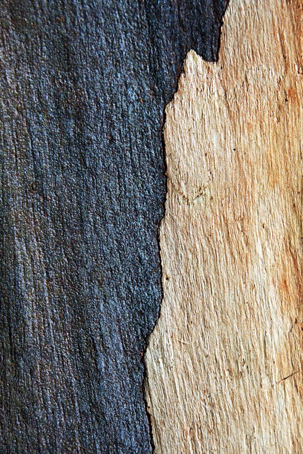Free Stock Photo of Bark background | Download Free Images and Free ...