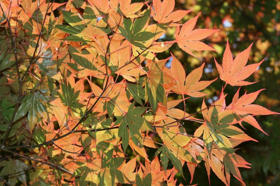 Free Stock Photo of Maple Leaves | Download Free Images and Free ...