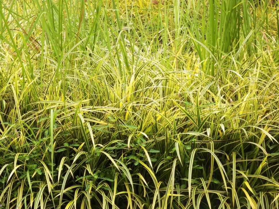 Free Stock Photo of Long tropical grass close up texture | Download ...