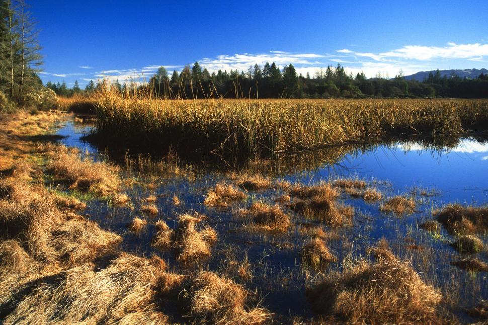 Free Stock Photo of Marsh with reeds | Download Free Images and Free ...