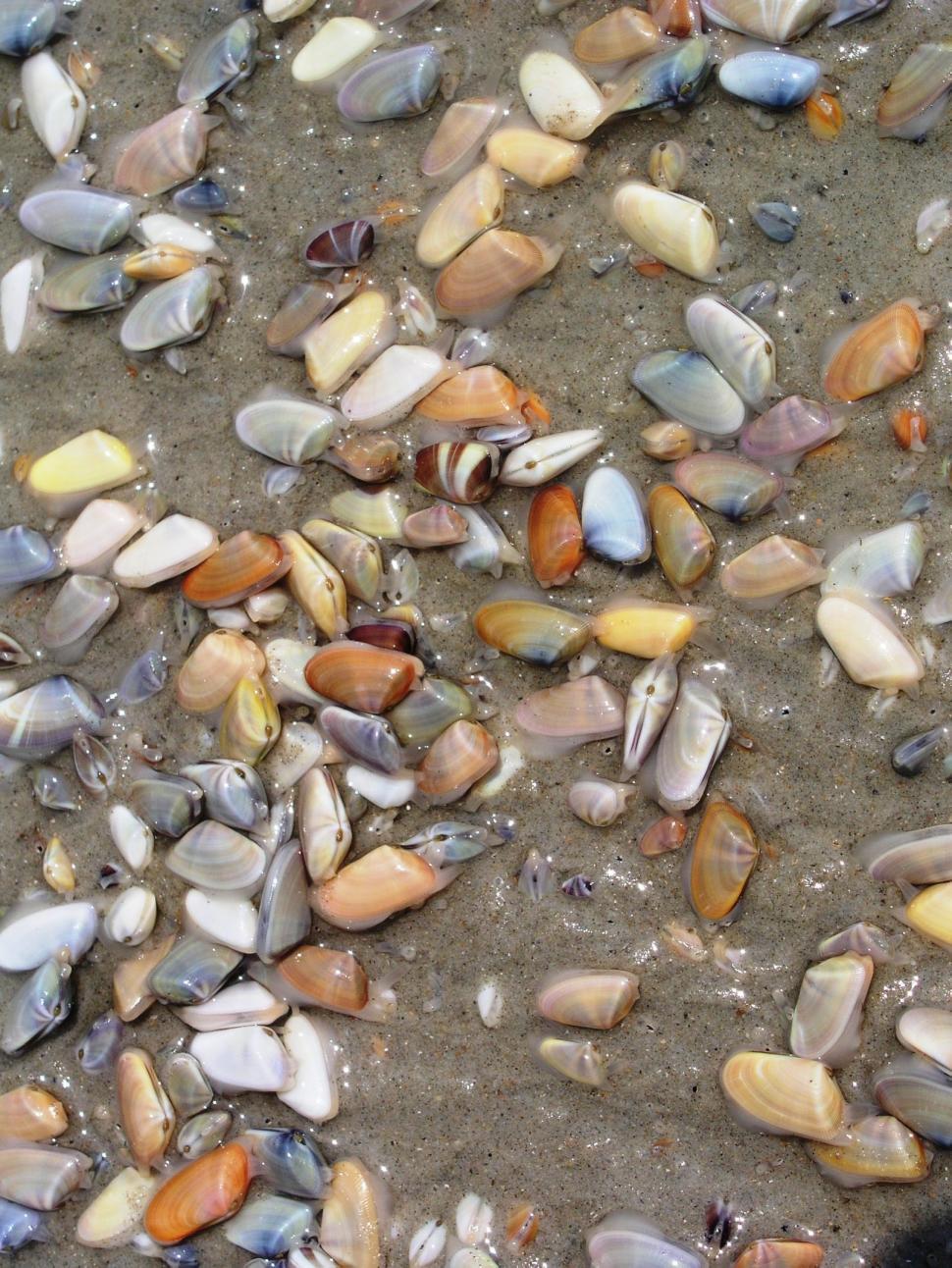 Free Stock Photo of Shells 1 | Download Free Images and Free Illustrations