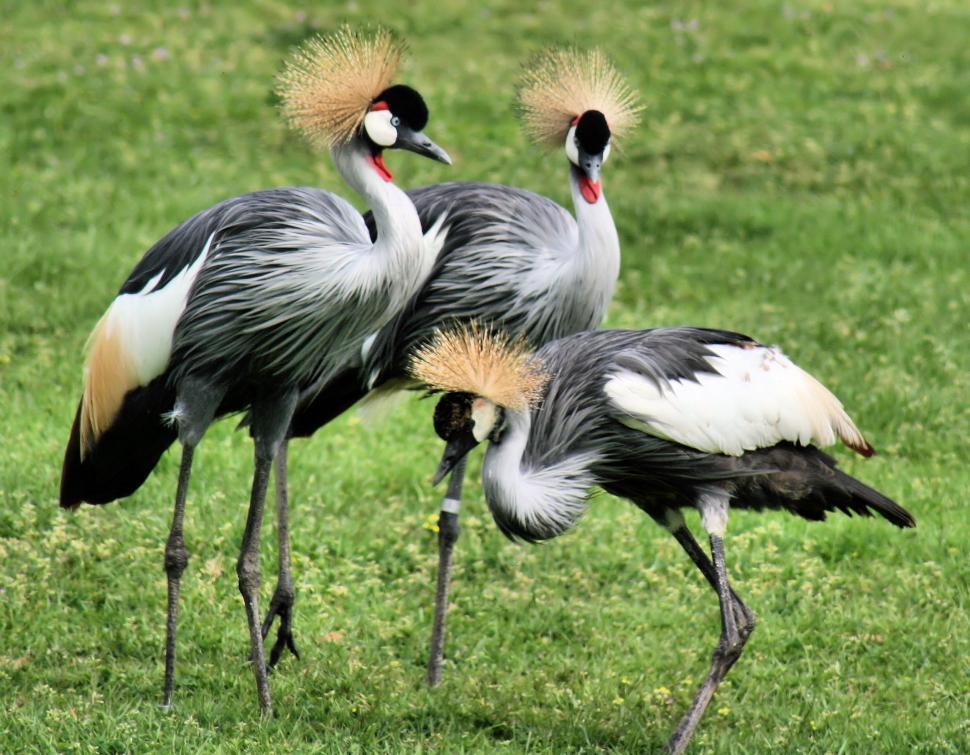 Free Stock Photo of Crowned Birds | Download Free Images and Free ...