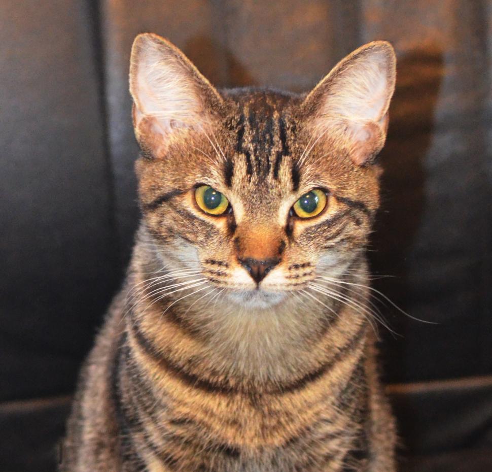 Free Stock Photo of Minnie The Cat | Download Free Images and Free ...