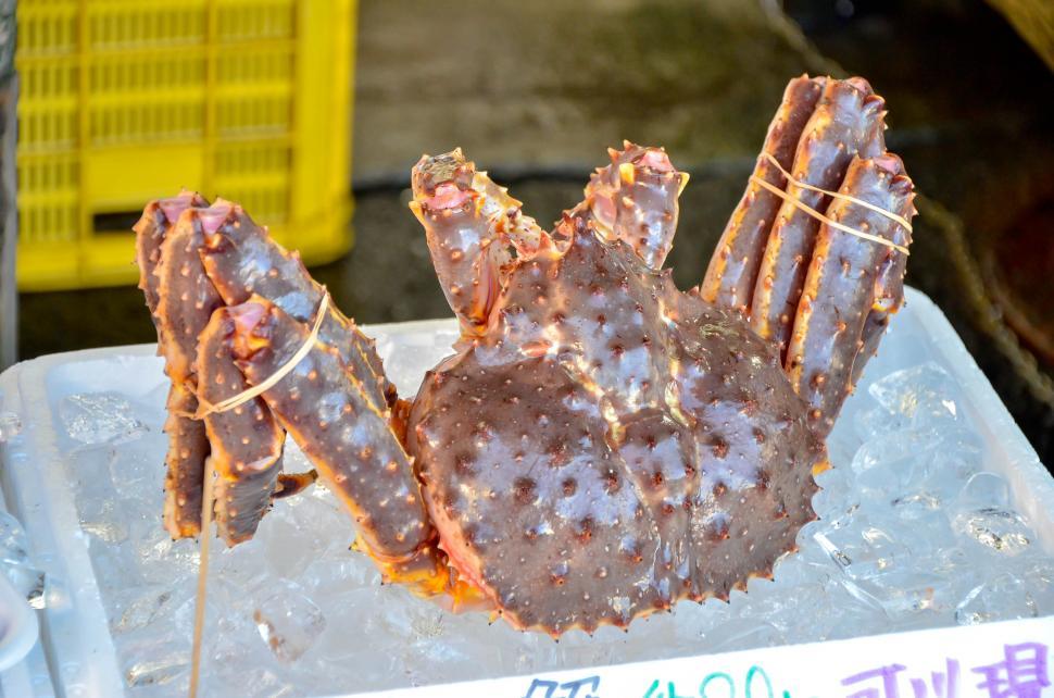 Free Stock Photo of Fresh Single Crab at Market | Download Free Images ...