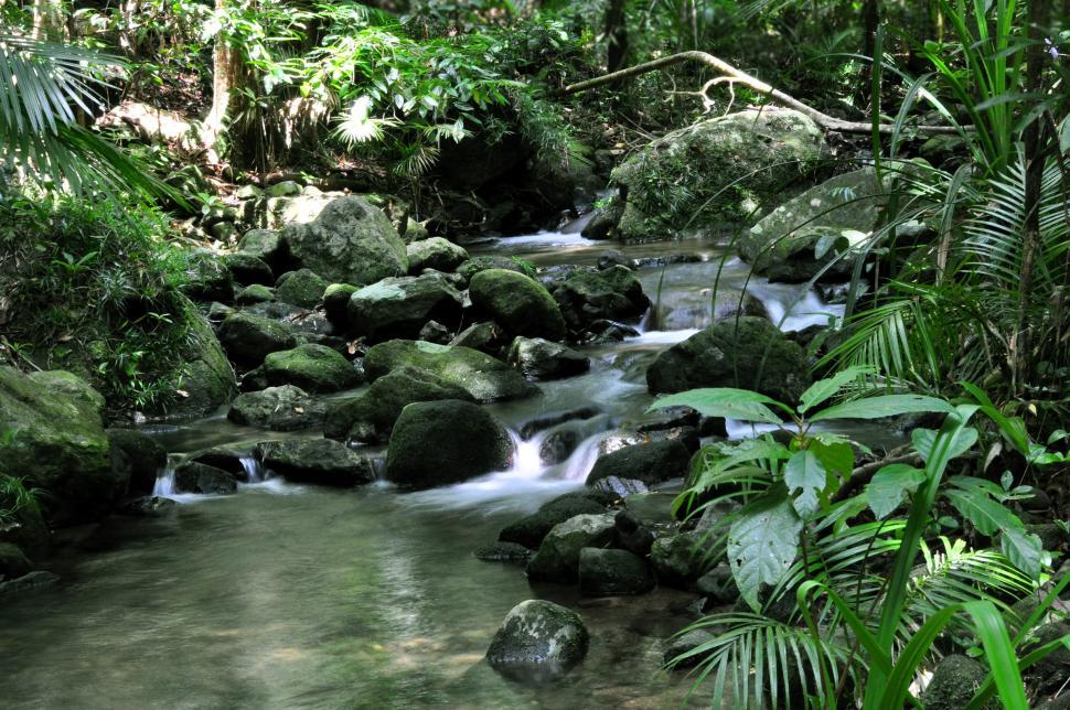 Free Stock Photo of Rainforest stream | Download Free Images and Free ...