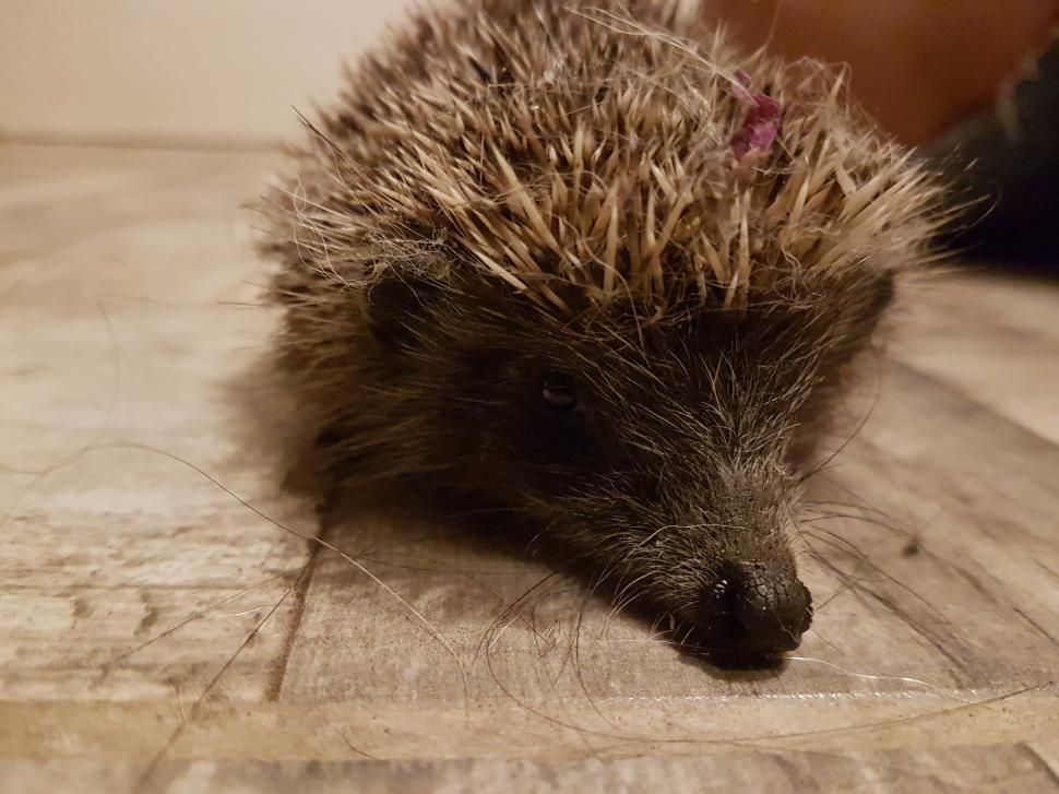 Free Stock Photo of Hedgehog | Download Free Images and Free Illustrations