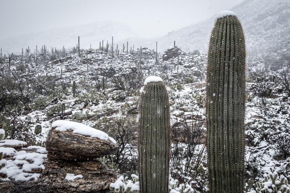 Free Stock Photo of Two Sahuaro Cactus with Snow | Download Free Images ...