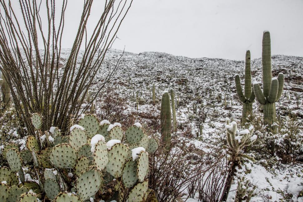 Free Stock Photo of Cactus Pads in Snow | Download Free Images and Free ...
