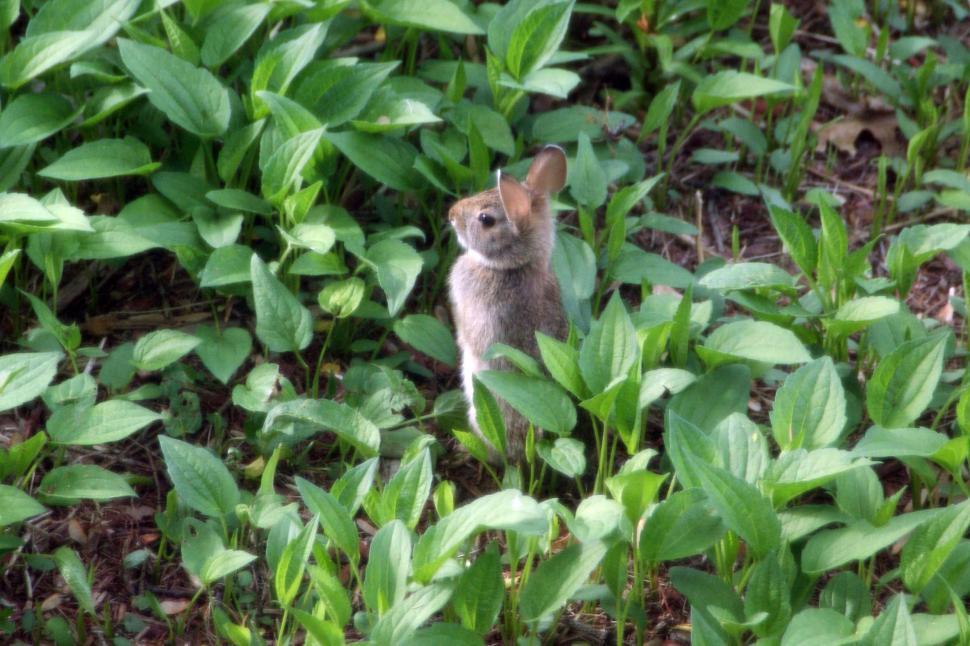 Free Stock Photo of Rabbit Baby | Download Free Images and Free ...