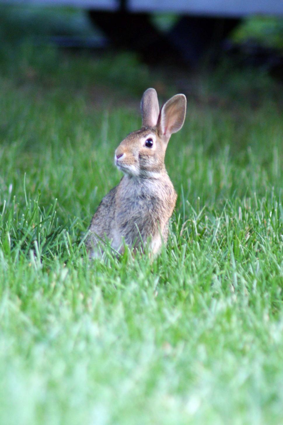 Free Stock Photo of RabbitPose | Download Free Images and Free ...