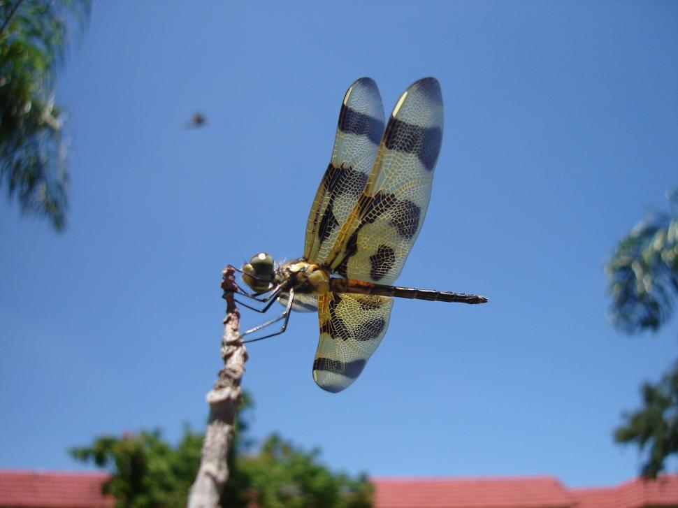 Free Stock Photo of Dragonfly | Download Free Images and Free Illustrations