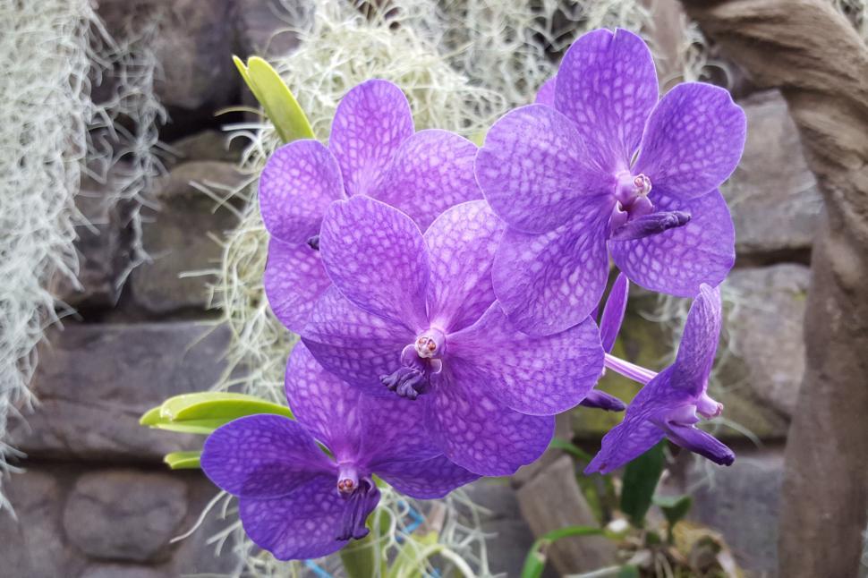 Free Stock Photo of Blue Vanda Orchid Flowers | Download Free Images ...