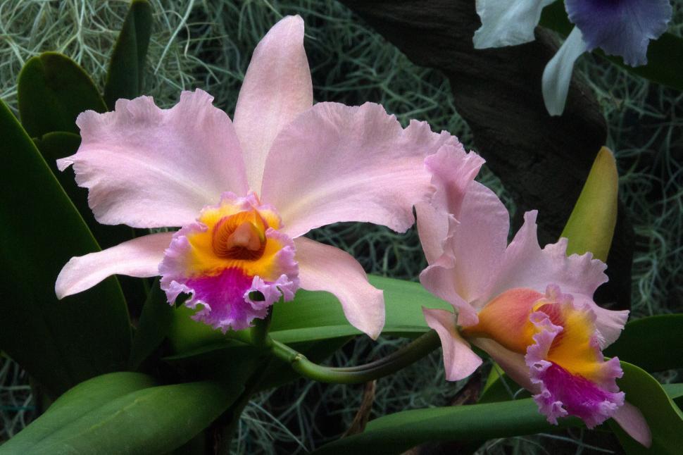 Free Stock Photo of Pink Orchid Cattleya Hybrid Flowers | Download Free ...