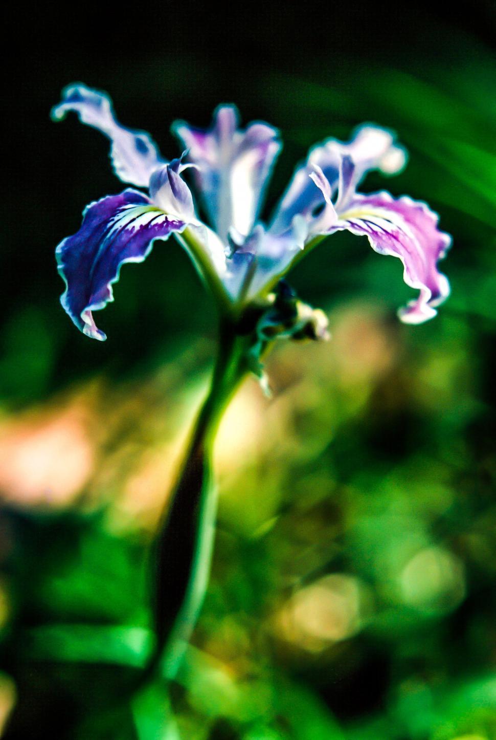 Free Stock Photo of Selective Focus on blue flower | Download Free ...