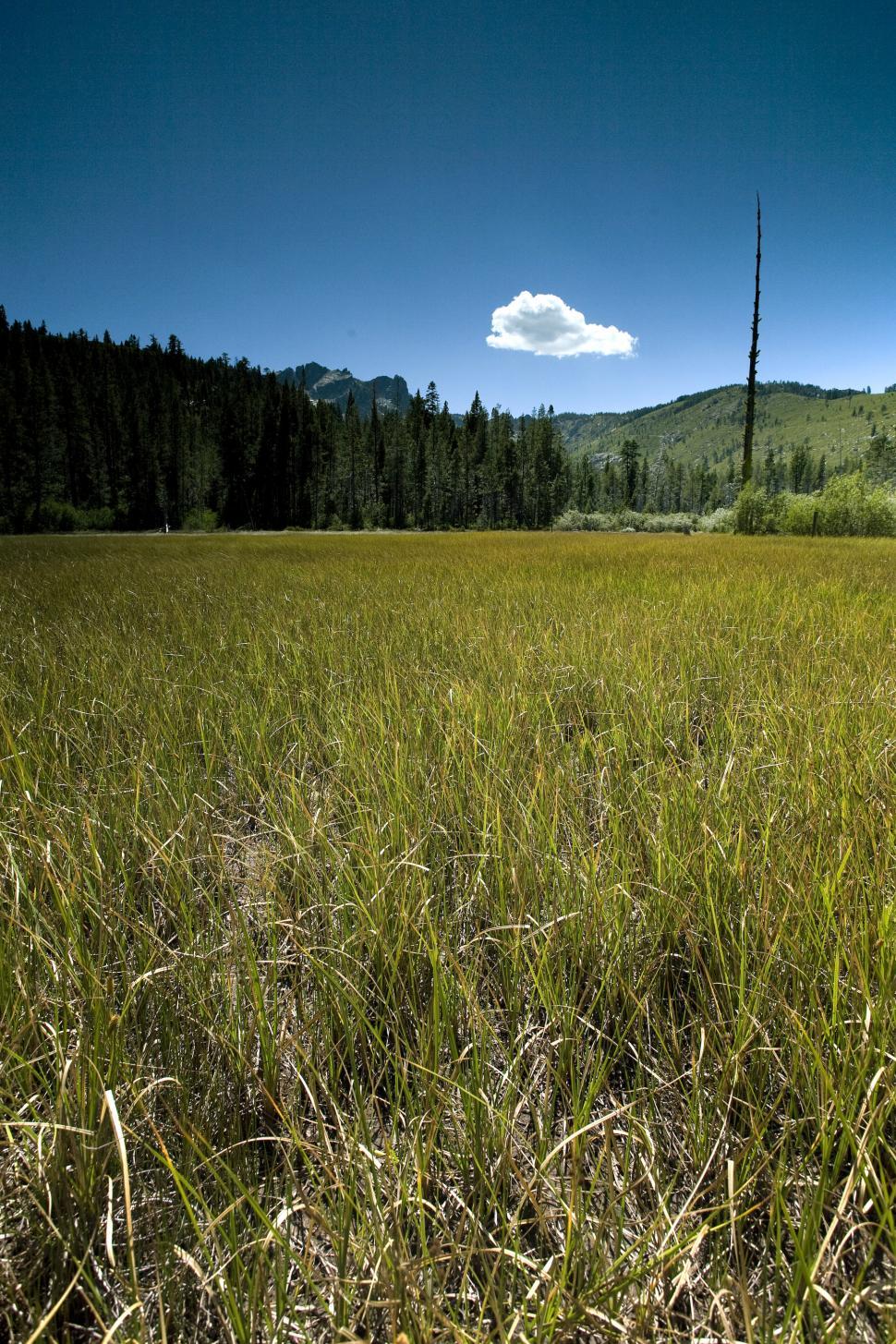 Free Stock Photo of open marshlands in lakebed | Download Free Images ...