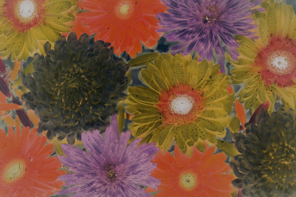 Free Stock Photo of Inverted color image of daisy and chrysanthemum ...