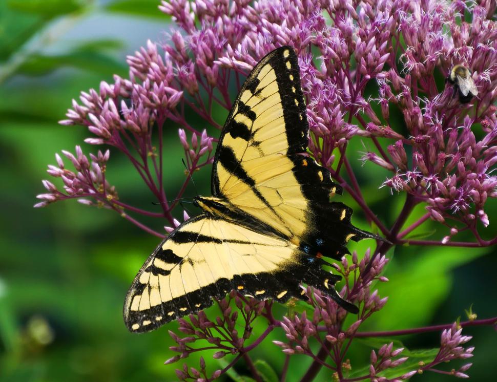 Free Stock Photo of Common Yellow Swallowtail Butterfly with Open Wings ...