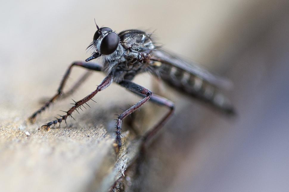 Free Stock Photo of Robber Fly Macro | Download Free Images and Free ...