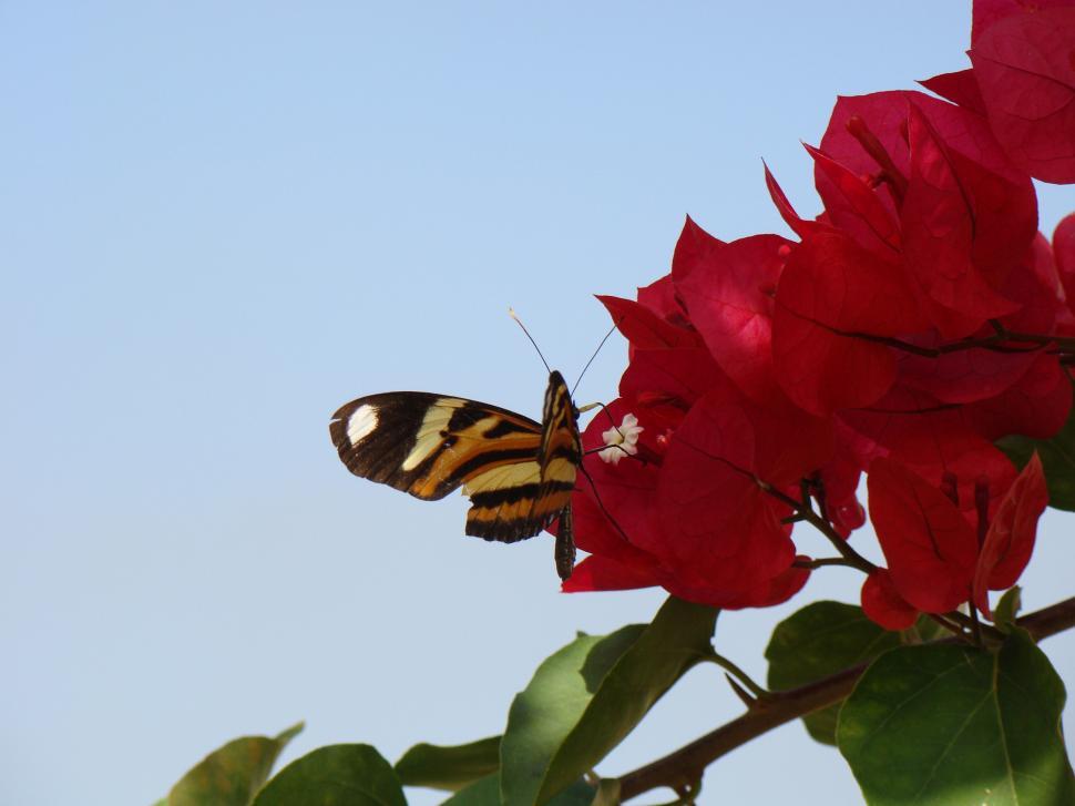 Free Stock Photo of Butterfly | Download Free Images and Free Illustrations