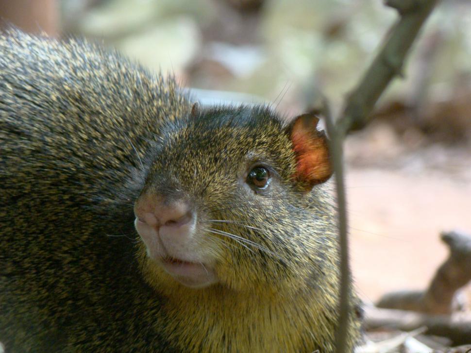 Free Stock Photo of Animals | Download Free Images and Free Illustrations