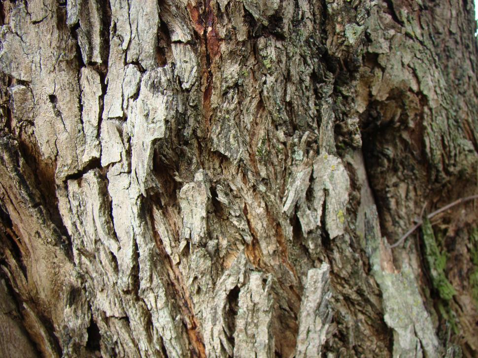 Free Stock Photo of Bark of tree texture | Download Free Images and ...