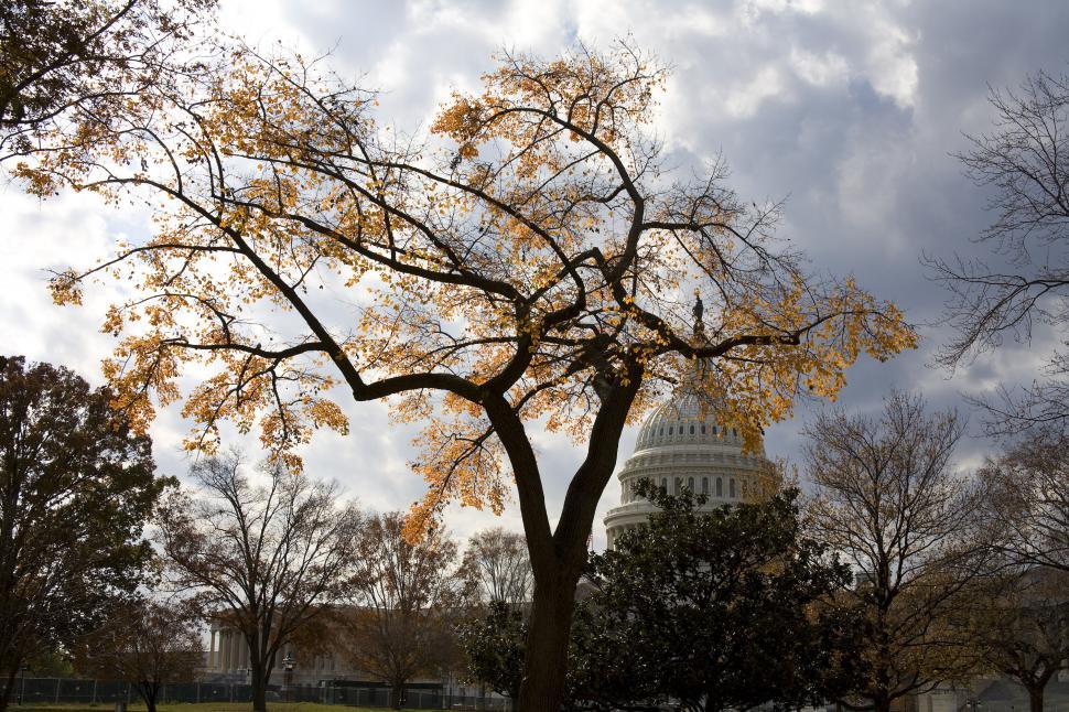 Free Stock Photo of Fall Colors at US Capitol | Download Free Images ...
