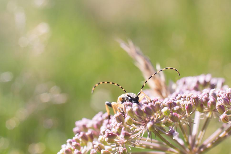 Free Stock Photo of Insect on Flower | Download Free Images and Free ...