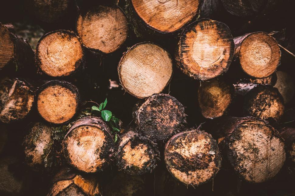 Free Stock Photo of Wood Logs | Download Free Images and Free Illustrations