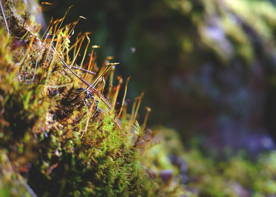Free Stock Photo of Moss | Download Free Images and Free Illustrations