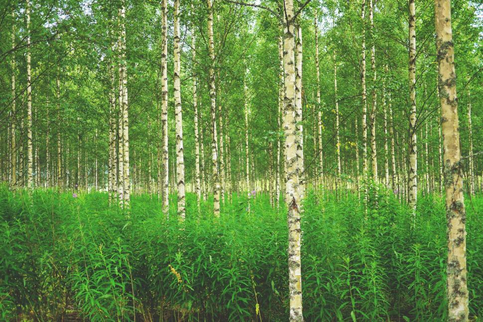 Free Stock Photo of Birch Forest | Download Free Images and Free ...