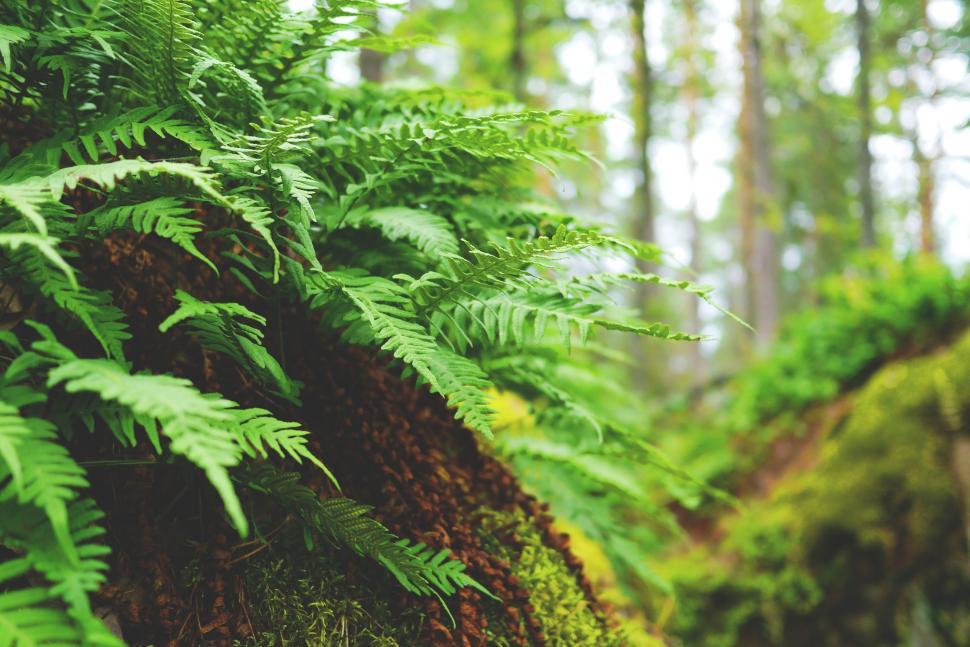 Free Stock Photo of Ferns | Download Free Images and Free Illustrations