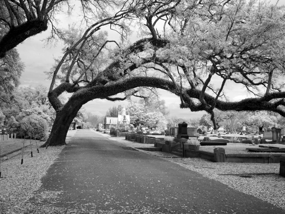 Free Stock Photo of Road in Cemetery | Download Free Images and Free ...