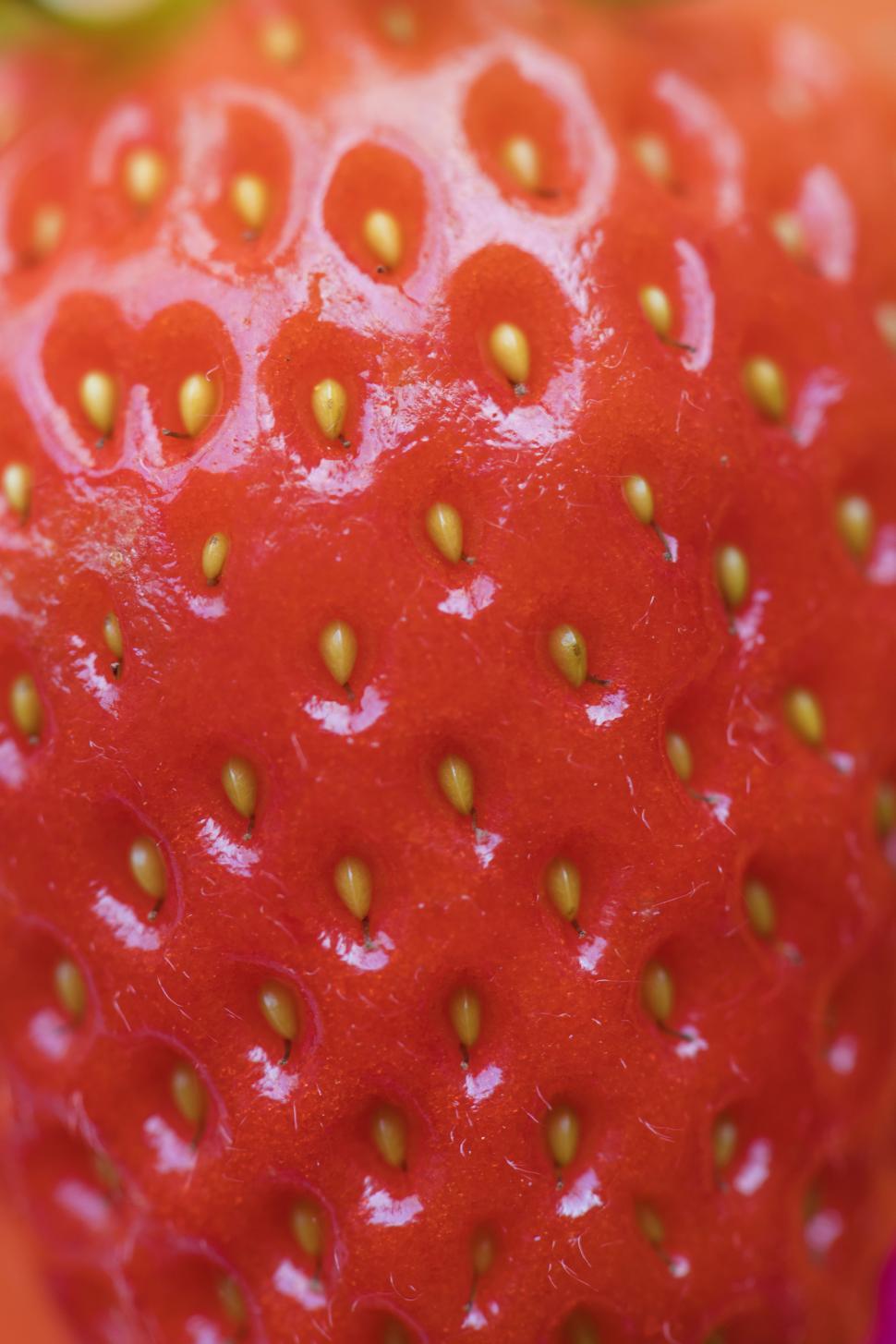 Strawberry Photography